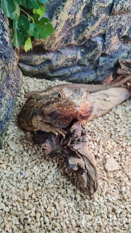 Бородатая агама с террариумом