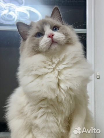 Котята рэгдолл
