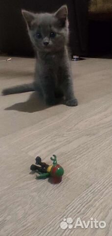 Британские котята