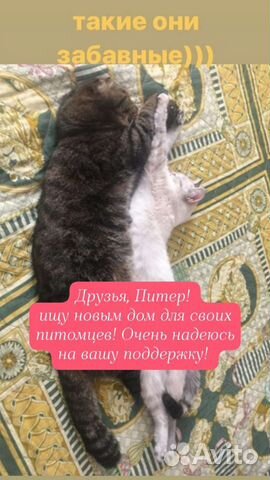 Кот и кошечка