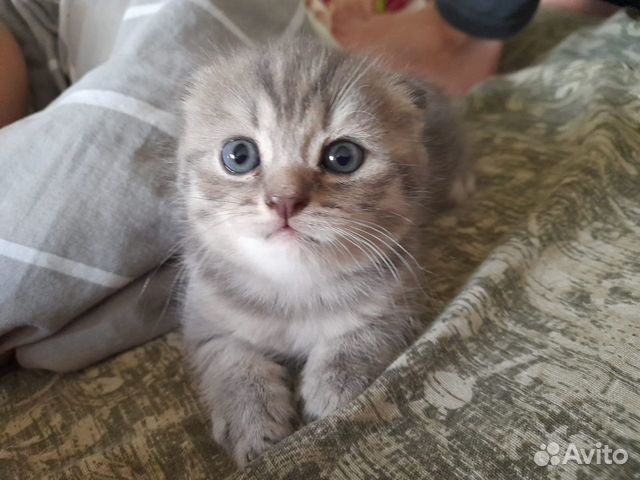 Котята Скотиш фолд (вислоухие)