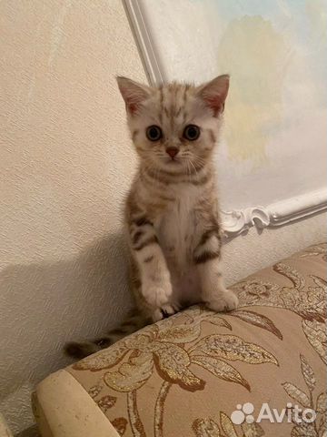 Шотландские котята