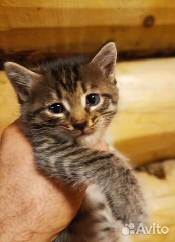 Котенок тигренок мальчик