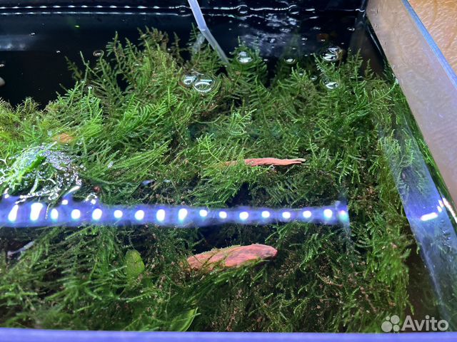Мох аквариумный