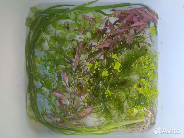 Аквариумные растения прополка