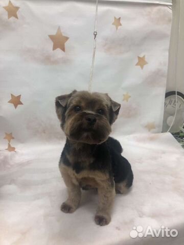 Йоркширский терьер ищет невесту