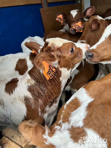 Телята бычки тёлочки доставка