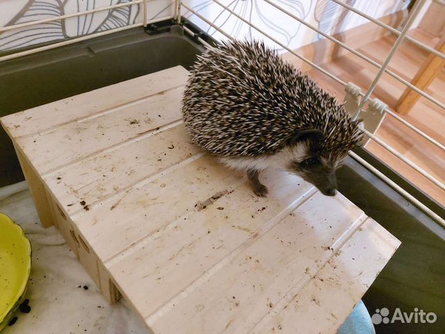 Ёжик
