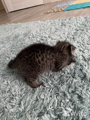 Котенок помесь шотландской кошки бесплатно