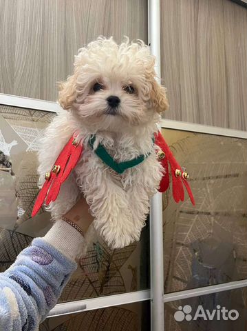Мальтипу Ф1 Микро мальчик