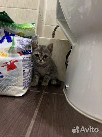 Шотландские котята