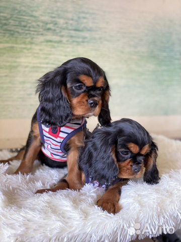 Кавалер Кинг Чальз Спаниель