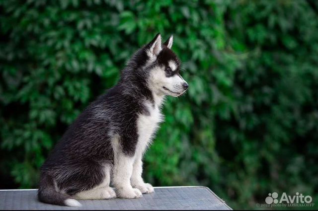 Действительно породная девочка хаски