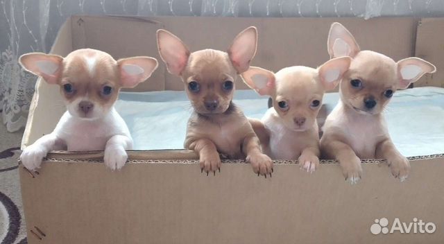 Щенки чихуахуа