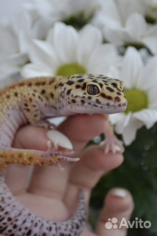 Эублефар самка Hypo Tangerine het 100 Predator