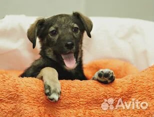 Спарта-уравновешенный щенок, 3мес