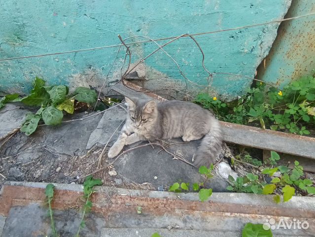 Кошка подросток в добрые руки