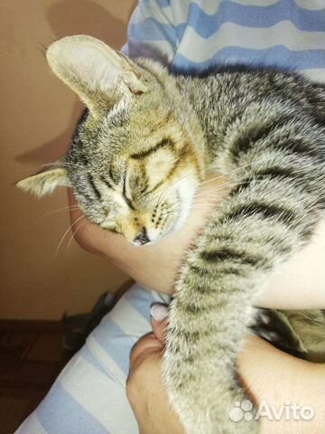 Котенок в добрые руки