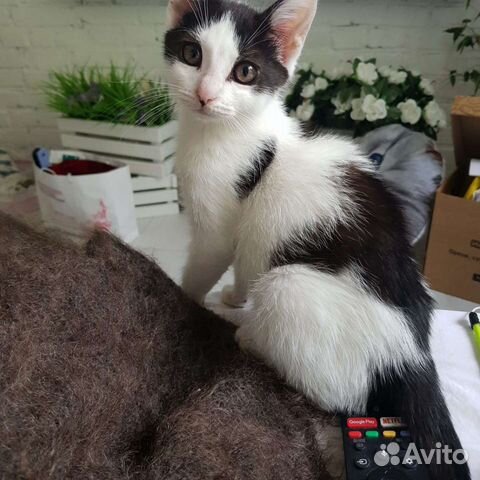 Мальчик кареглазый 2.5 месяца