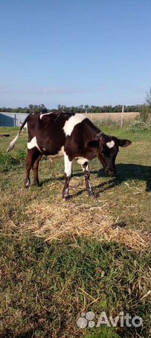 Телята 6 месяцев
