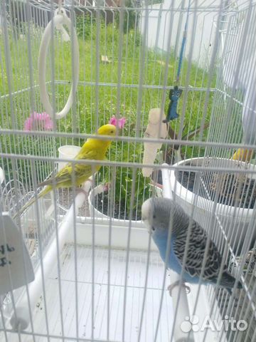 Волнистый попугай (пара)