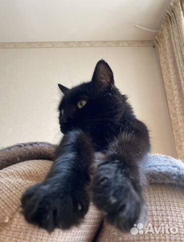 Кот