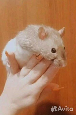 Крыса мальчик 8 месяцев