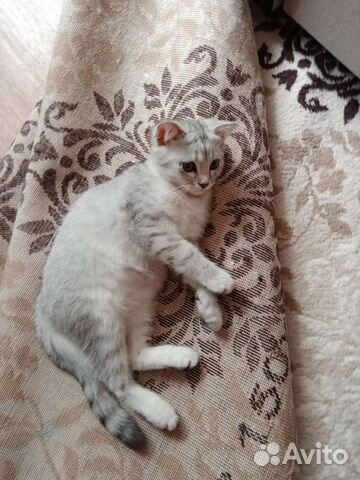 Британский котик