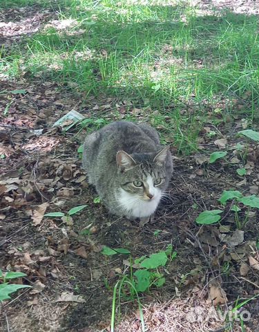 Кошка родила в клинике