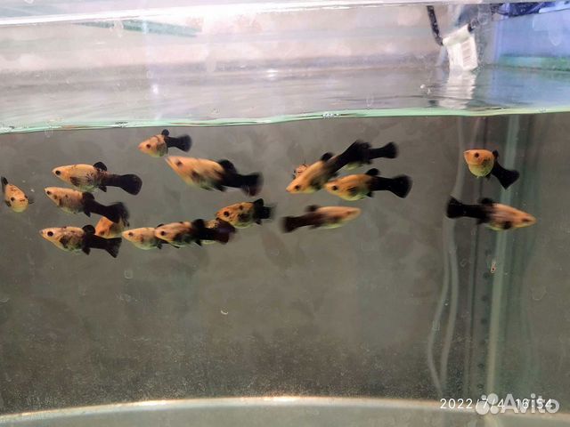 Моллинезия черно-золотая