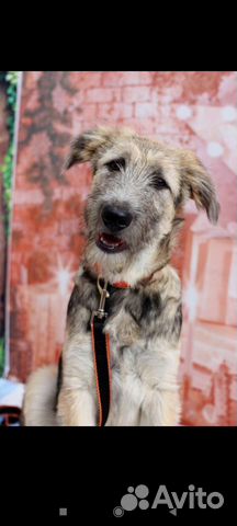 Щеночки бородатики малыши 3мес от роду