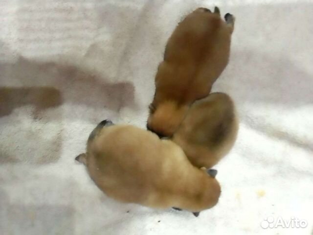 Щенки шпица