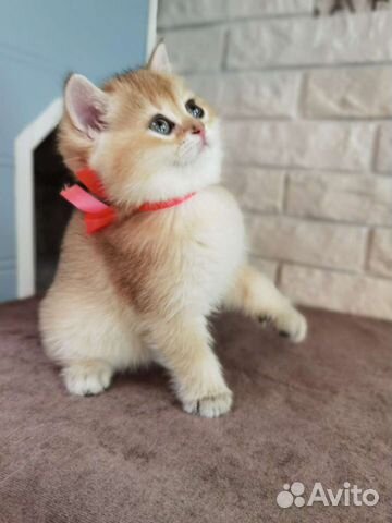 Британская золотая бусинка