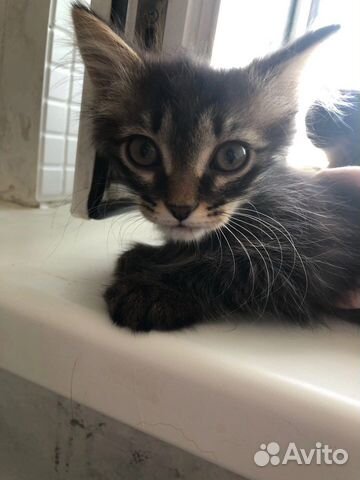 Малышня ищет дом