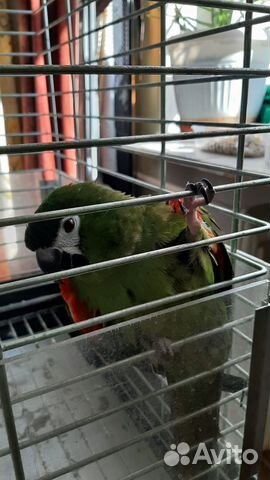Попугай синелобый карликовый Ара + клетки и пр