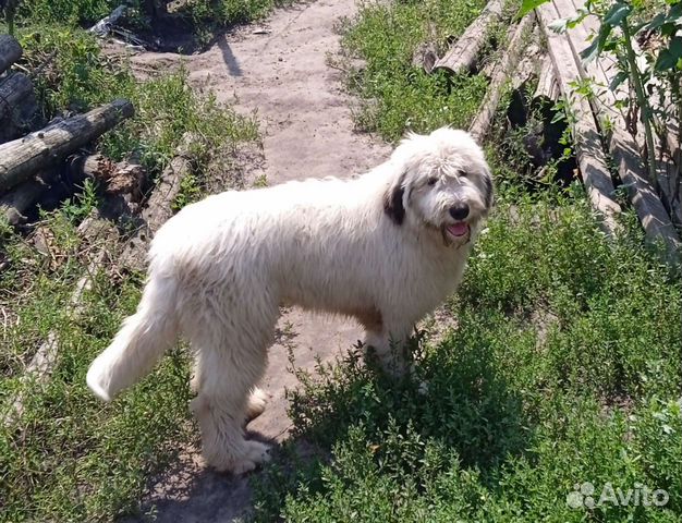 Собаки щенки южнорусской овчарки