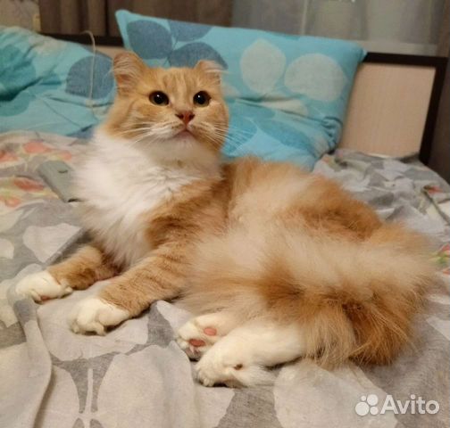 Лапка ищет дом