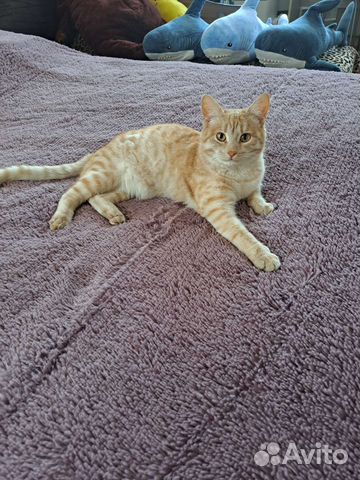 Отдам кота