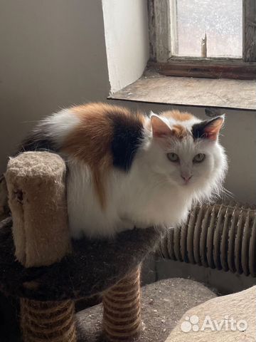 Красавица Монро ищет дом