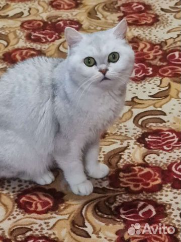 Британская серебристая шиншилла