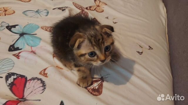 Британские котята