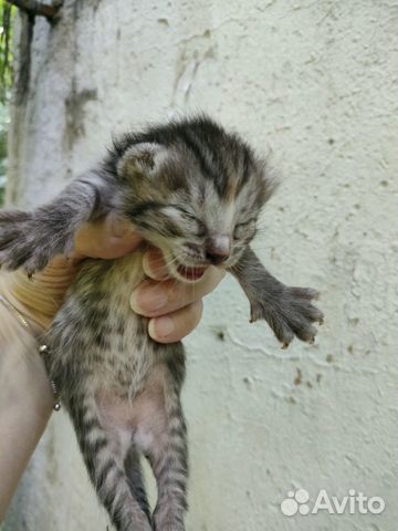 Кошка в дар бесплатно