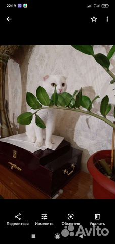 Шотландец белоснежный
