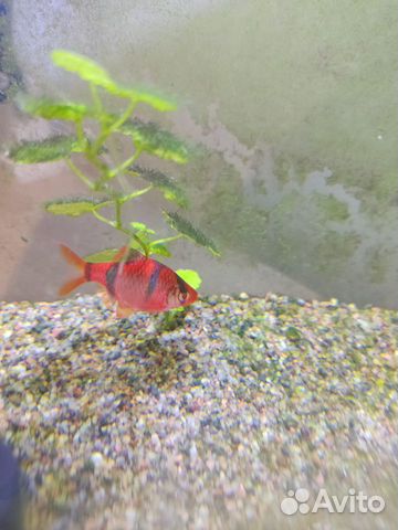 Аквариумные рыбки бесплатно