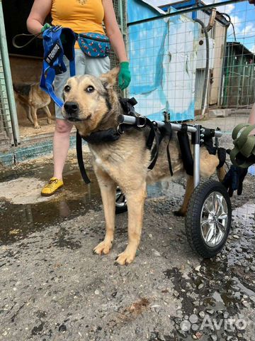 Собаке инвалиду нужен дом