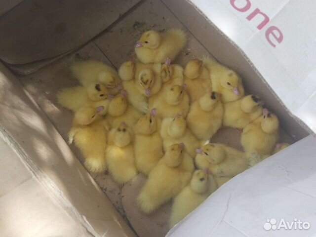 Продаются утята