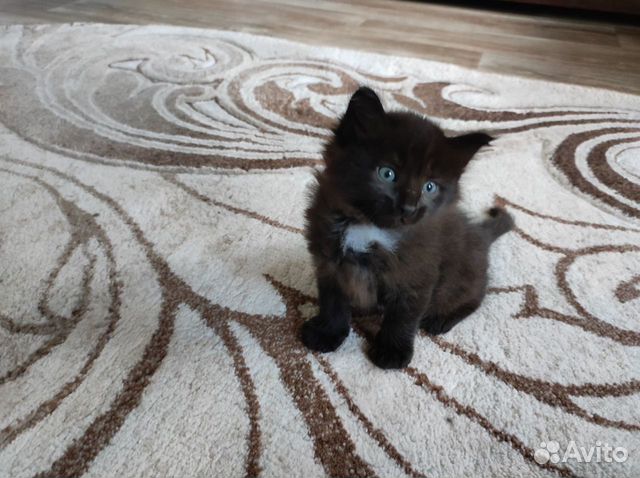 Отдам в хорошие руки чудесных котят