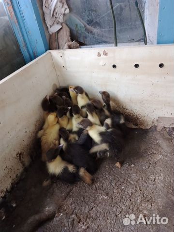 Утята индоутки