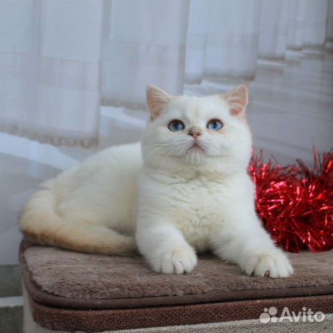 Голубоглазый блондин