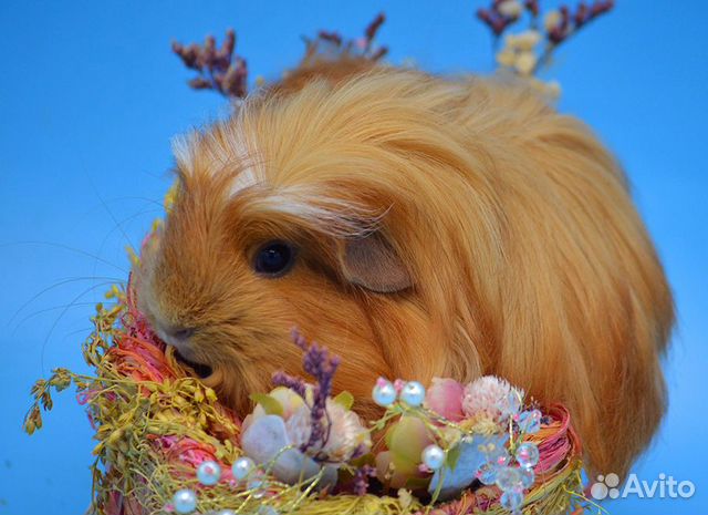 Малышки девочки морской свинки коронет